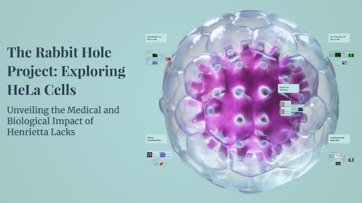 The Rabbit Hole Project: Exploring HeLa Cells by camila ramirez on Prezi
