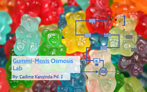 The Gummi Bear Osmosis Lab by pro kanyinda on Prezi