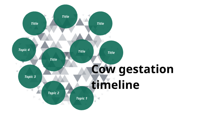 cow gestation timeline by Emma Culver on Prezi