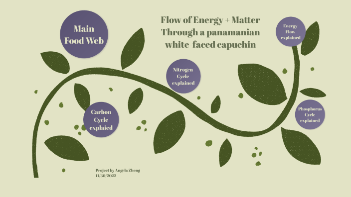 Capuchin Food web by angela zheng on Prezi