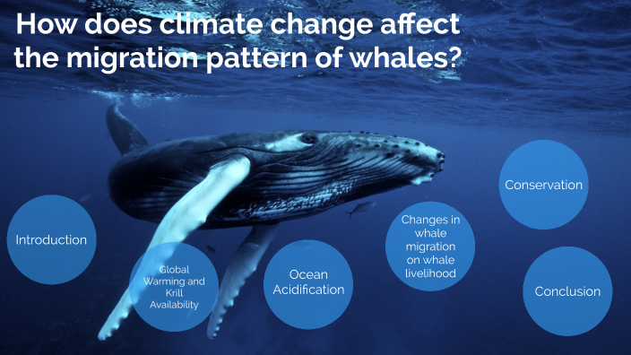 How does climate change affect the migration pattern of whales? by Luca ...