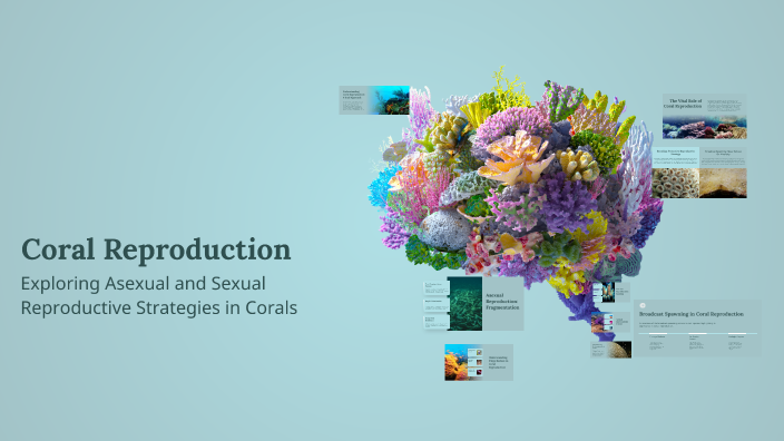 Coral Reproduction by GABRIEL AMAYA-IRAHETA on Prezi