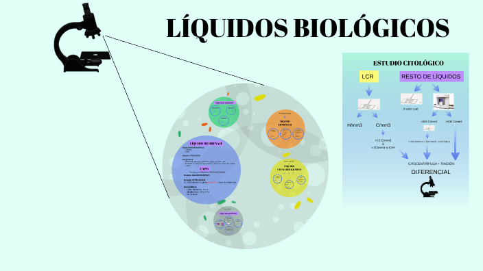 LÍQUIDOS BIOLÓGICOS by Andrea Rangel De La Mata on Prezi