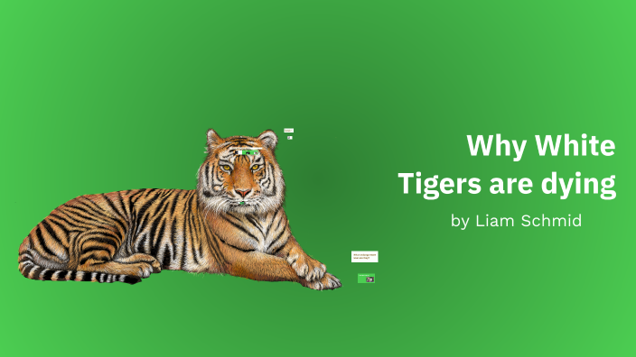 The Mystique of White Tigers by Liam Schmid on Prezi