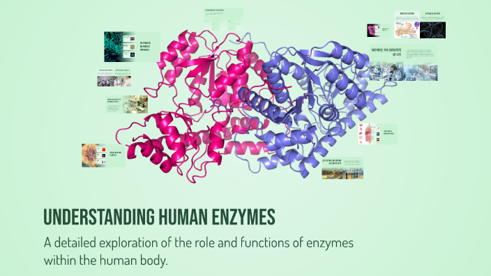 Understanding Human Enzymes by ogabek suyunov on Prezi