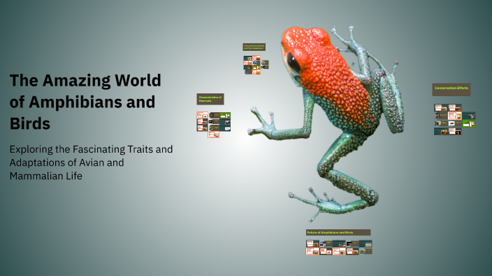 The Amazing World of Amphibians and Birds by Noah Peterson on Prezi