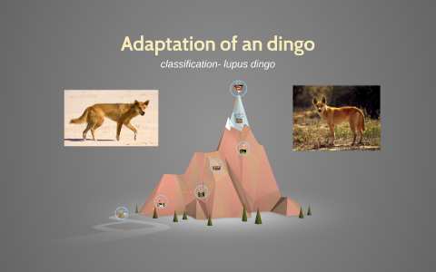 Adaptation of an dingo by Pogee Lam on Prezi