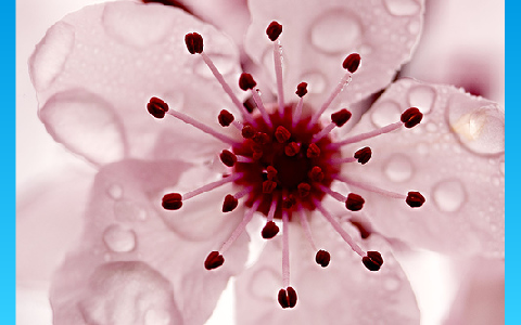 So you think you can teach project by elizabeth rodriguez on Prezi