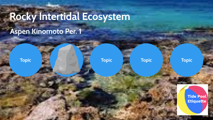 Rocky Intertidal Ecosystem by Aspen Kinomoto on Prezi
