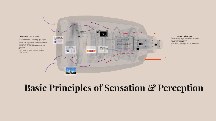 Basic Principles of Sensation & Perception by Silvia Sheppard on Prezi