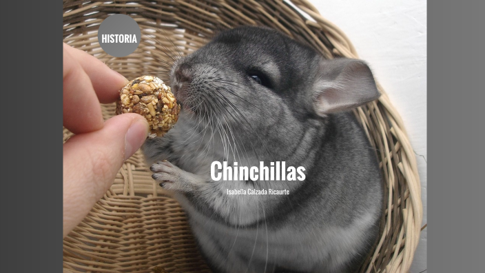 chinchillas by isabella calzada ricaurte on Prezi
