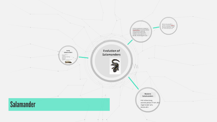 Evolution of Salamanders by Sam Frey on Prezi