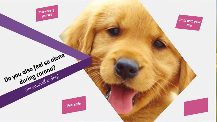 Neem een hond by Cato Peeters on Prezi