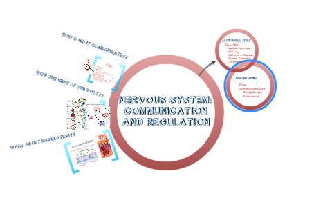 NERVOUS SYSTEM: COMMUNICATION AND REGULATION by a abay on Prezi