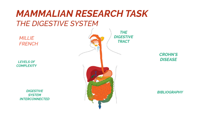 THE DIGESTIVE SYSTEM by Millie French on Prezi