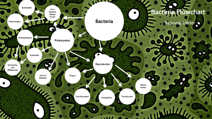 Bacteria flowchart by juvraj Lidder on Prezi