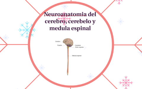 Neuroanatomia del cerebro, cerebelo y medula espinal by natalia santos ...