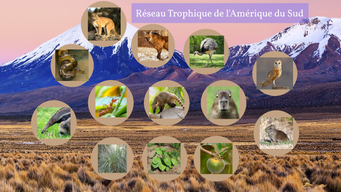 Réseau Trophique de l'Amérique du Sud by Mackenzie Cote on Prezi