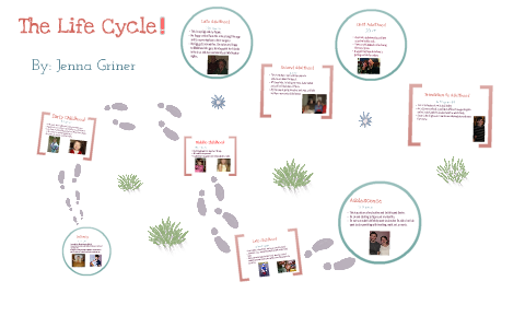 The Life Cycle by Jenna Griner on Prezi