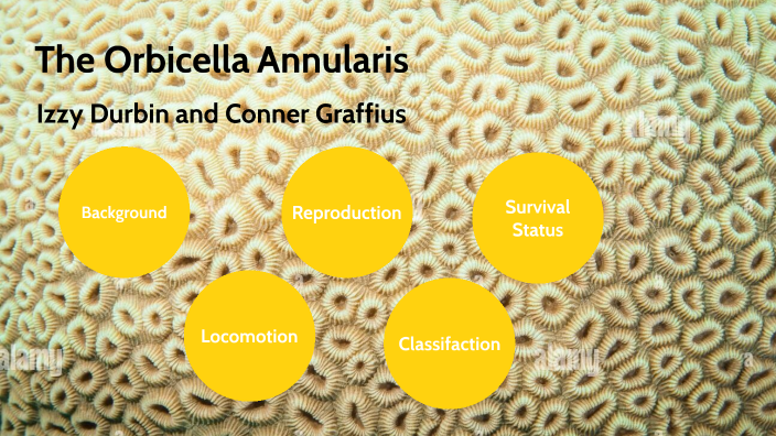 The Orbicella Annularis by izzy durbin on Prezi