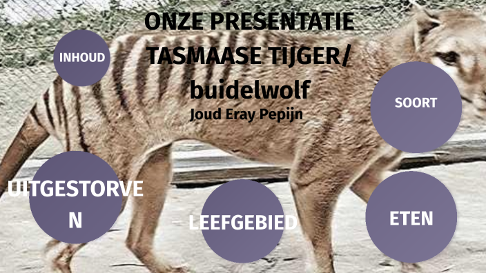 tasmaanse tijger/buidelwolf buidel by pepijn musters on Prezi