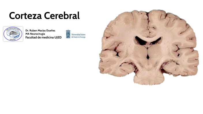 Corteza Cerebral by Dr. Ruben Macias on Prezi