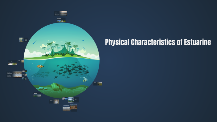 Physical Characteristics of Estuarine Environments by Robe on Prezi