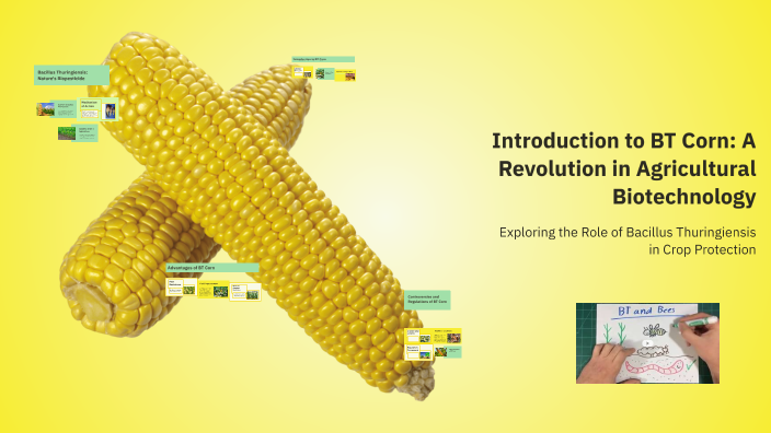 Introduction to BT Corn: A Revolution in Agricultural Biotechnology by ...