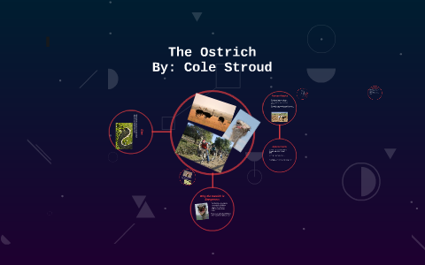 The Ostrich by Cole Stroud on Prezi