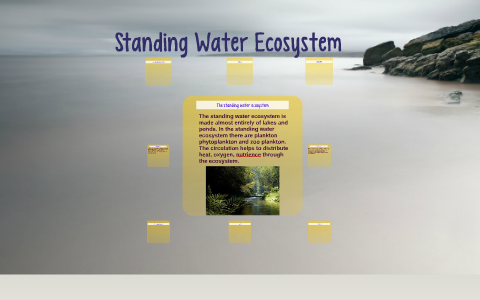 Standing Water Ecosystem by Ethan Rovig on Prezi