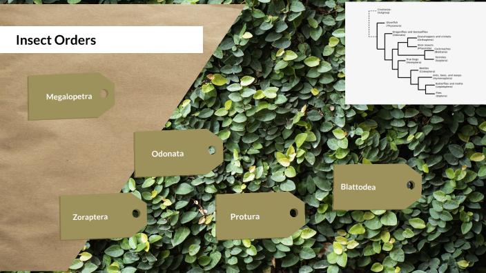 Insect Order Flashcards by Rachel Whitaker on Prezi