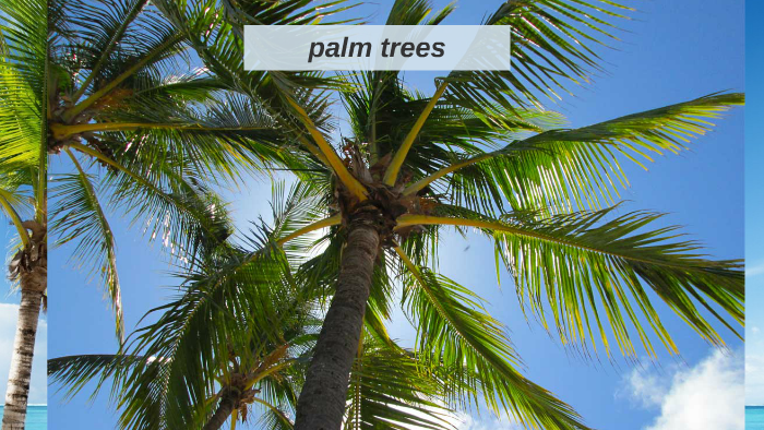 pam trees by jim Grand on Prezi