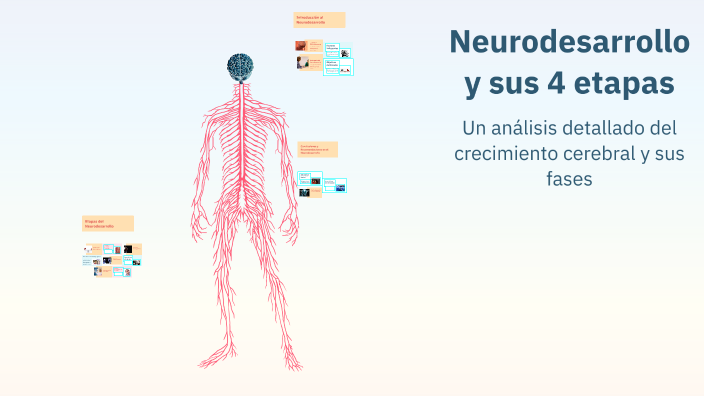 Neurodesarrollo y sus 4 etapas by Dayana Bonet on Prezi