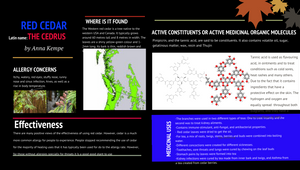 First Nations Medicinal Plants by Anna Kempe on Prezi Design