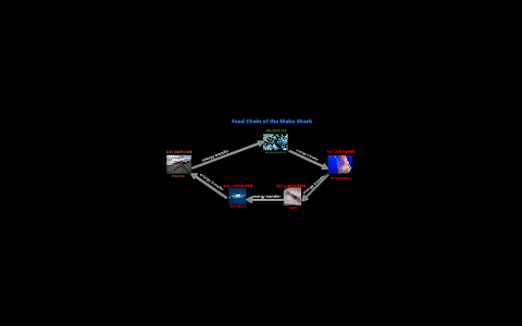 The Food Chain of the Mako Shark by daijah settle on Prezi