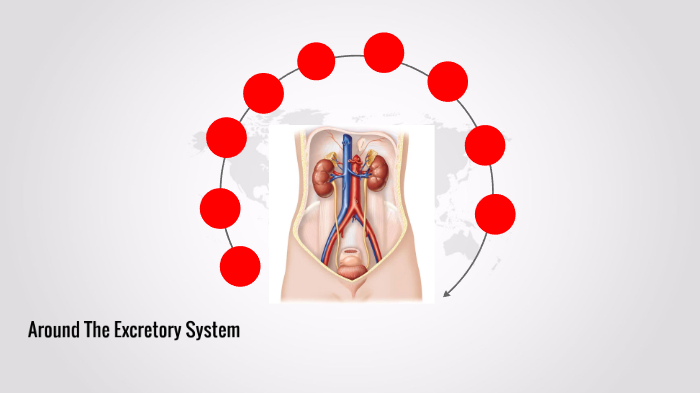 Excretory system travel brochure - Raeleigh Ritcey by Rae Ritcey on Prezi