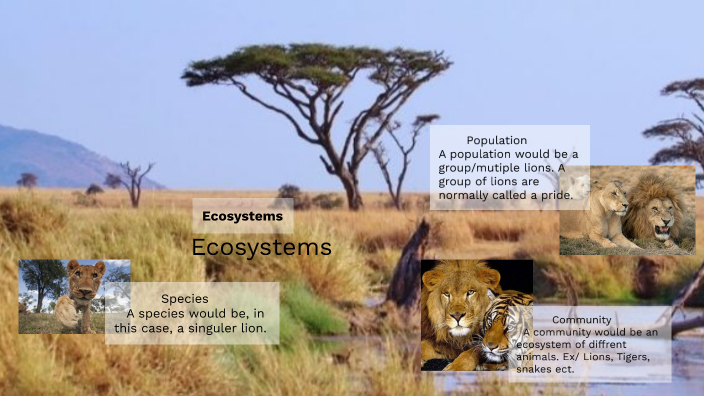 A Lion's ecosystem by Vanessa Cb on Prezi