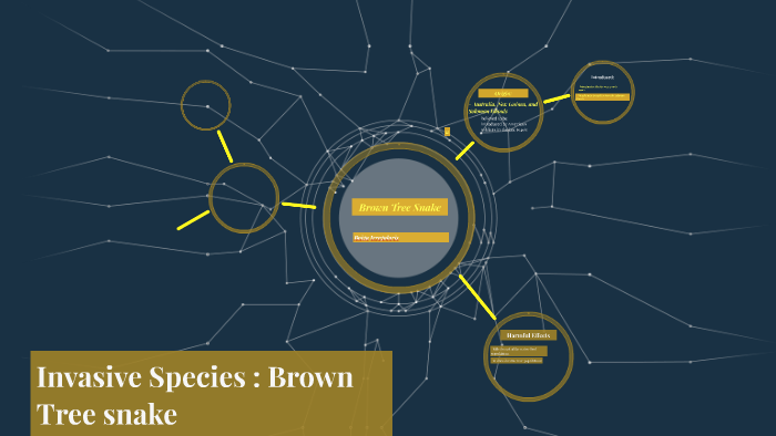 Invasive Species : Brown Tree snake by Kayla Brumback on Prezi
