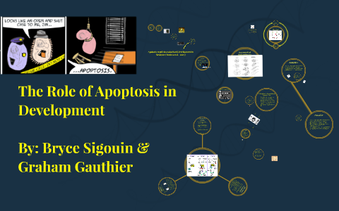 The role of Apoptosis in development by Bryce Sigouin on Prezi