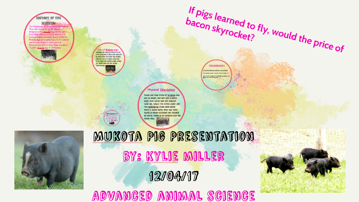 Mukota Pig Presentation by Kylie Miller on Prezi