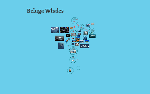 Teigan Johnson by Erin Morris on Prezi