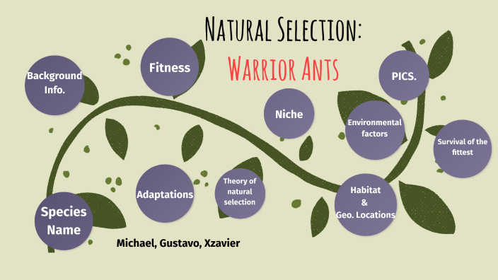 Natural Selection Warrior Ants by Michael Turner on Prezi