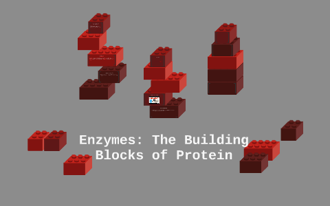Enzymes: The Building Blocks of Protein by Sarah Brandon on Prezi