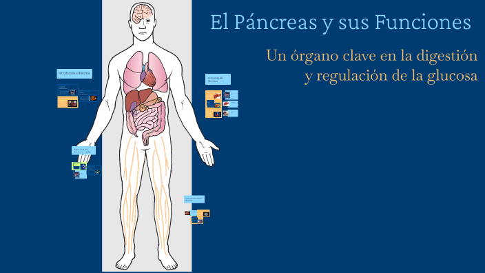 El Páncreas y sus Funciones by leonel vite santos on Prezi