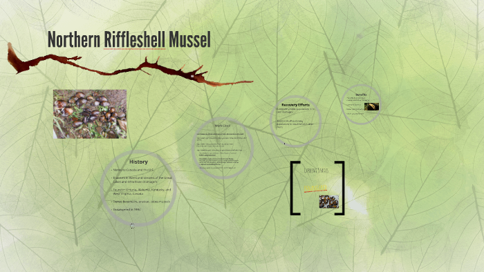 Northern Riffleshell Mussel by Kirstyn Madill on Prezi