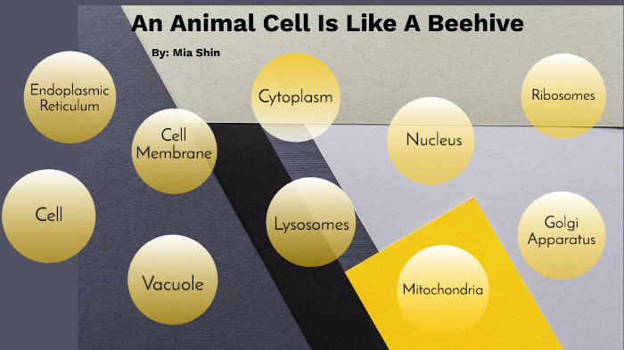 Shema Cell Anatomy Project by Mia Shin on Prezi