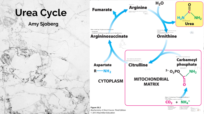 Urea Cycle by Amy Sjoberg on Prezi