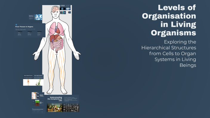 Levels of Organisation in Living Organisms by Hoda Elmarghany on Prezi