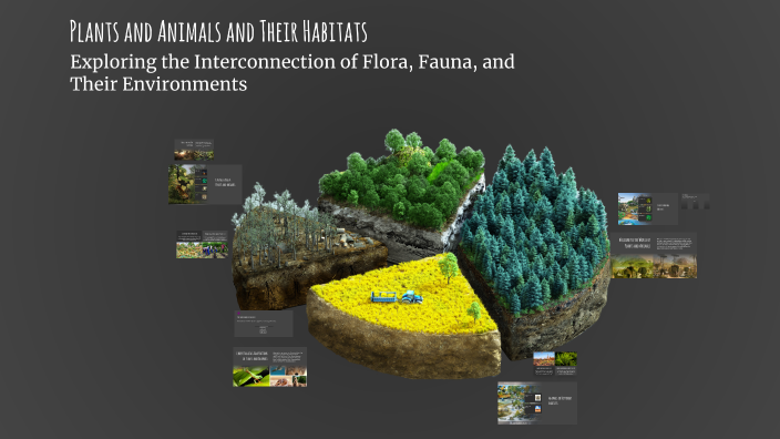 Animals and plants live in habitats that meet their basic needs. by ...