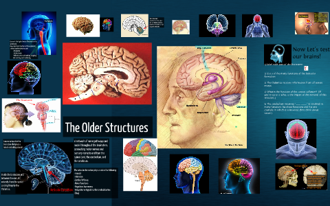 the older brain structures by Alondra Alviter on Prezi